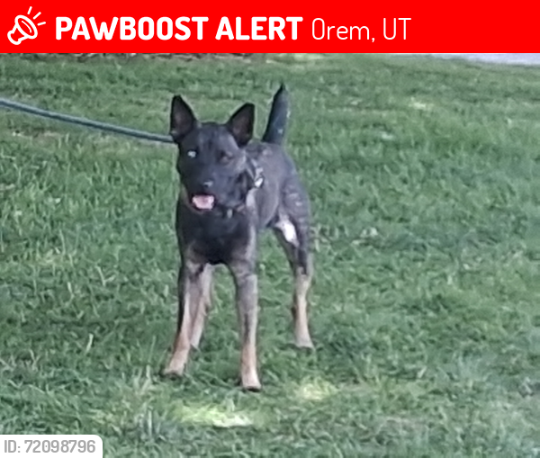 Orem, UT Lost Female Dog, Naketa Is Missing | PawBoost
