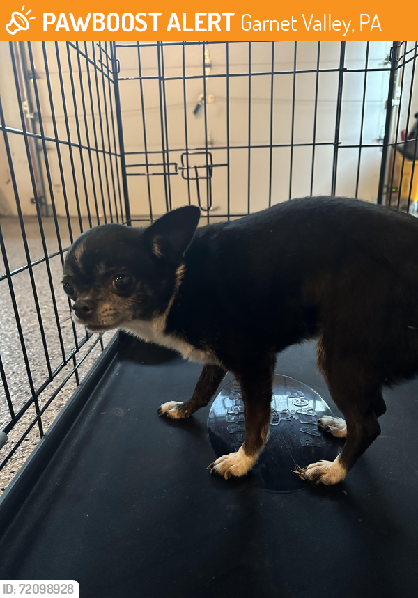 Garnet Valley, PA Stray Dog Found Near Mattson and Concord | PawBoost