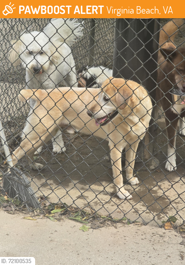 Virginia Beach, VA Stray Male Dog Found Near Red Wing Park | PawBoost