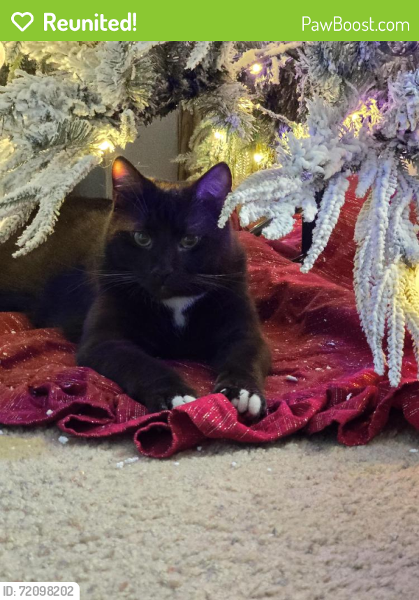 Reunited Male Cat in Bellevue, PA 15202 (ID: 72098202) | PawBoost