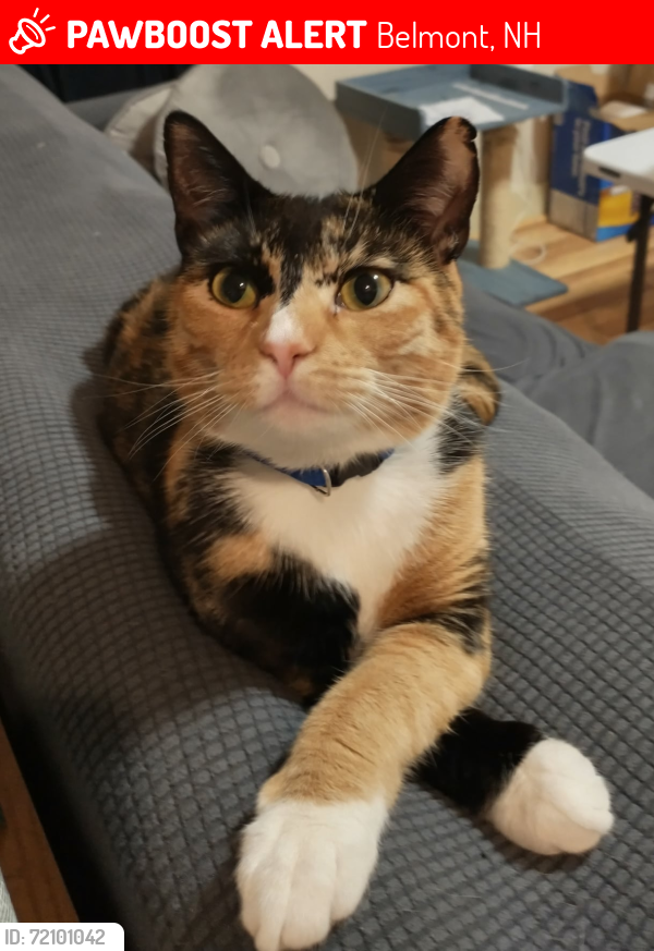Belmont, NH Lost Female Cat, Sandy Is Missing | PawBoost
