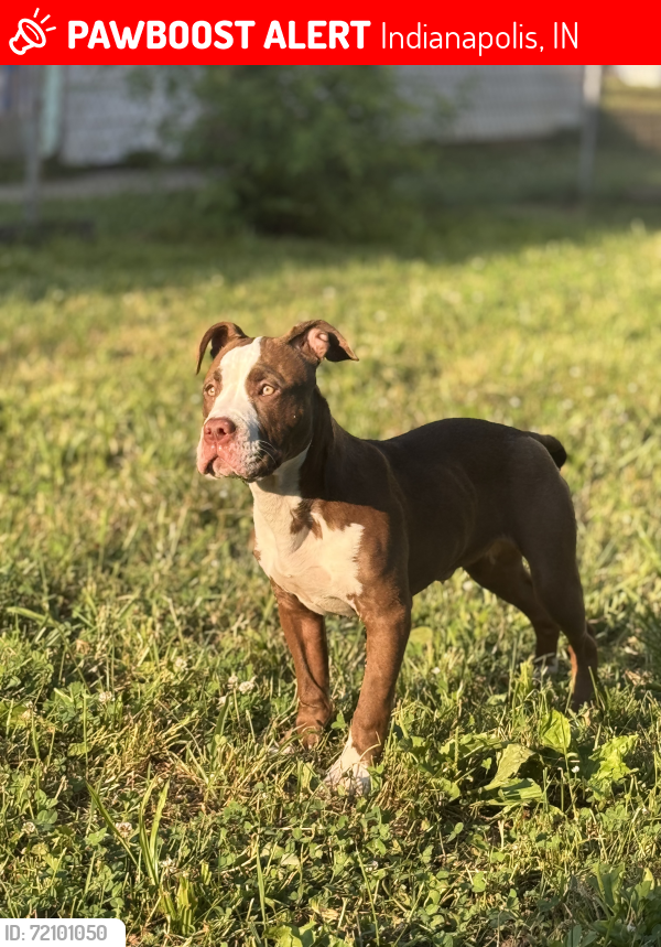 Indianapolis, IN Lost Female Dog, Beru Is Missing | PawBoost