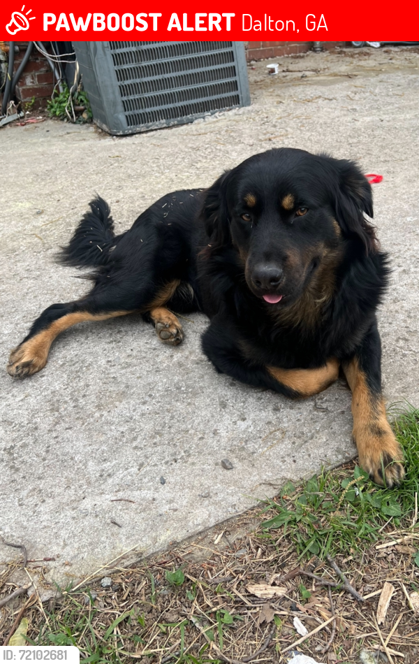 Dalton, GA Lost Male Dog, Zeus Is Missing | PawBoost