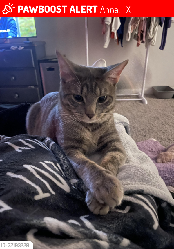 Anna, TX Lost Male Cat, Meow Meow Is Missing | PawBoost