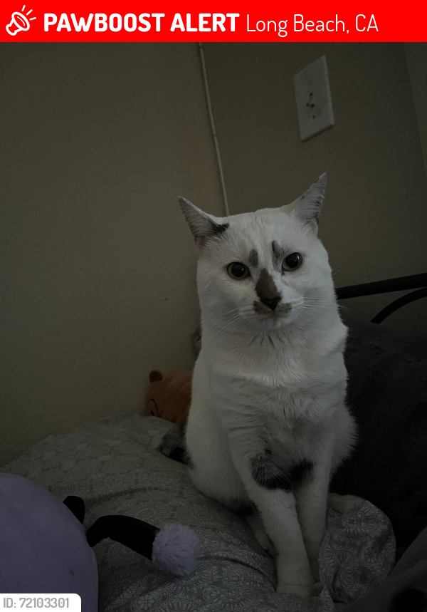 Long Beach, CA Lost Male Cat, Ezra Is Missing | PawBoost