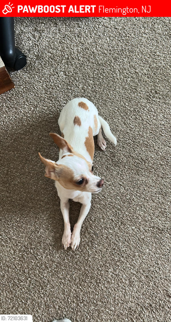 Flemington, NJ Lost Female Dog, Mía Is Missing | PawBoost
