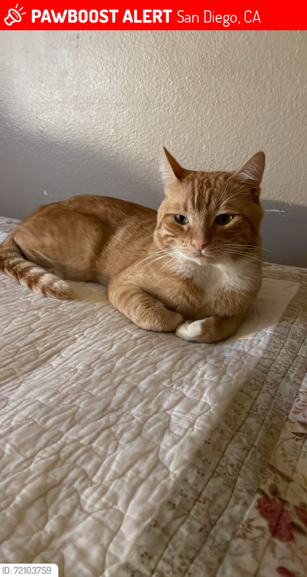 San Diego, CA Lost Male Cat, Chino Is Missing | PawBoost