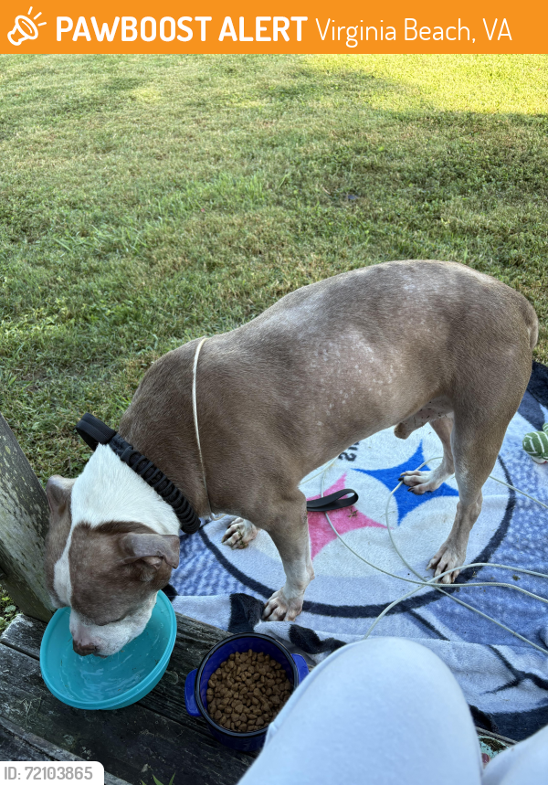 Virginia Beach, VA Stray Male Dog Found Near Blue jay drive | PawBoost