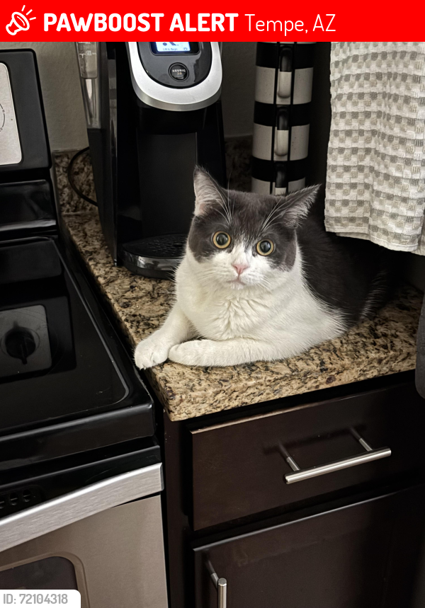 Tempe, AZ Lost Female Cat, Stormy Is Missing | PawBoost
