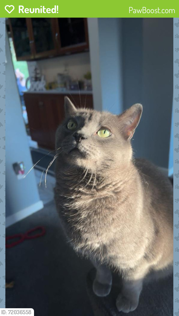 Reunited Male Cat in Calabash, NC 28467 (ID: 72036558) | PawBoost