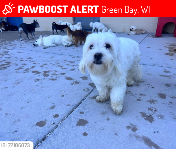 Green Bay, WI Lost Male Dog, Gordito Is Missing | PawBoost