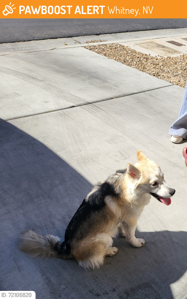 Whitney, NV Stray Female Dog Found Near Russell and boulder | PawBoost
