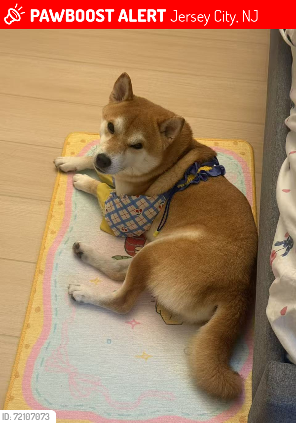 Jersey City, NJ Lost Male Dog, Lil A Is Missing | PawBoost