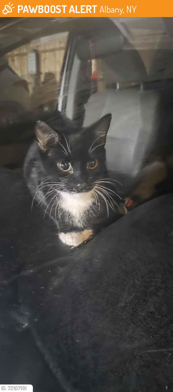 Albany, NY Stray Female Cat Found Near Central Ave, at Mohawk Ambulance ...
