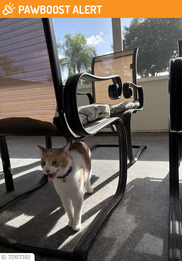 Lake Worth Beach, FL Stray Male Cat Found Near Collier st | PawBoost