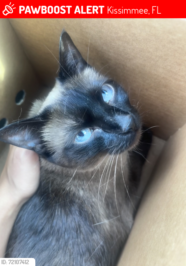 Kissimmee, FL Lost Female Cat, Reese Is Missing | PawBoost