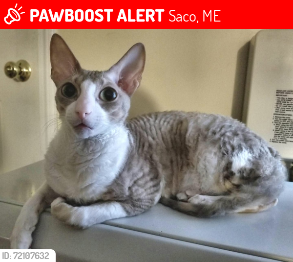 Saco, ME Lost Male Cat, Sully Is Missing | PawBoost