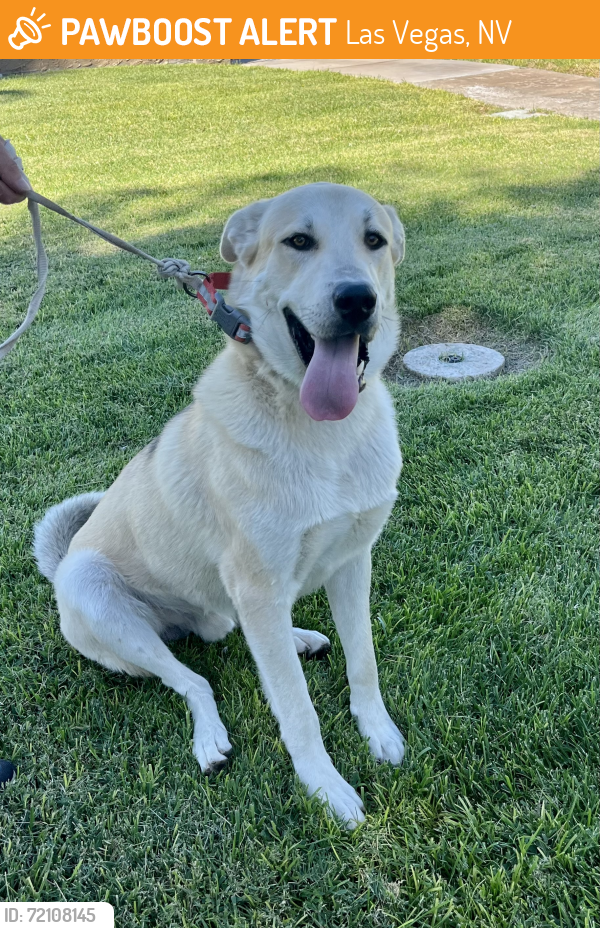 Las Vegas, NV Stray Male Dog Found Near Harmon and Nellis | PawBoost