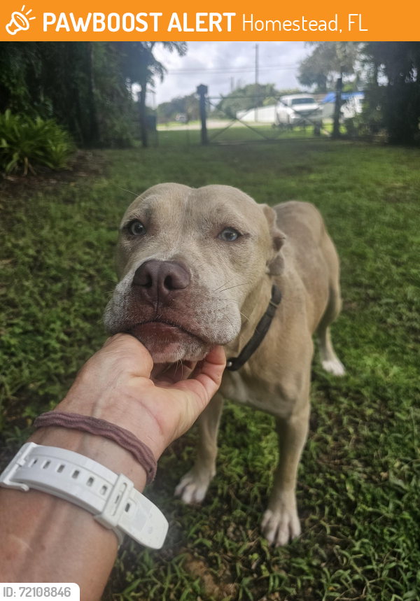 Homestead, FL Stray Male Dog Found Near Near st | PawBoost