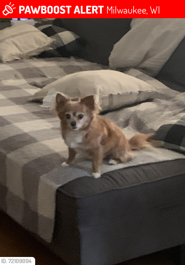 Milwaukee, WI Lost Male Dog, Diddy Is Missing | PawBoost