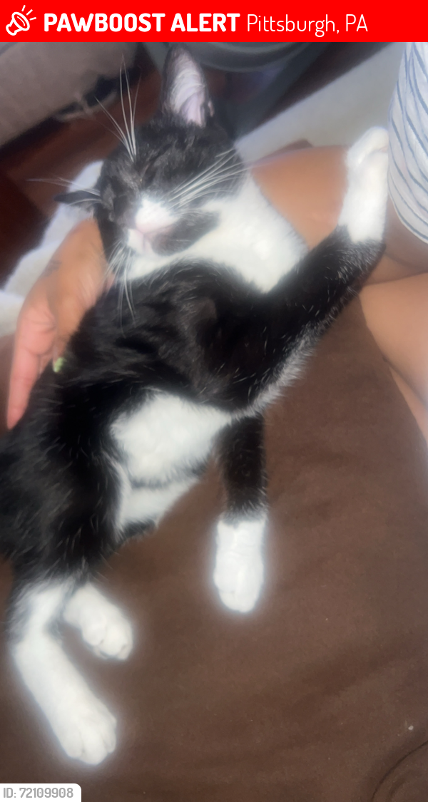 Pittsburgh, PA Lost Male Cat, Trap Jr. Is Missing | PawBoost