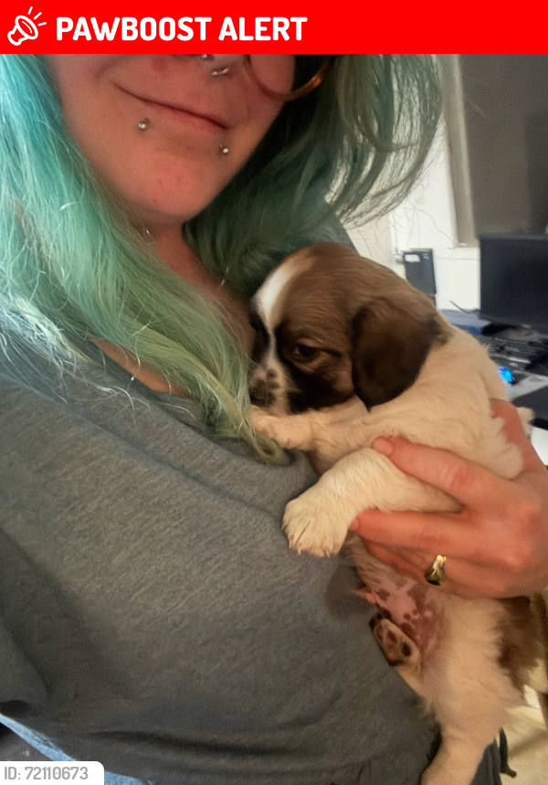 San Gabriel River Bike Trail, CA Lost Male Dog, Cujo Is Missing | PawBoost