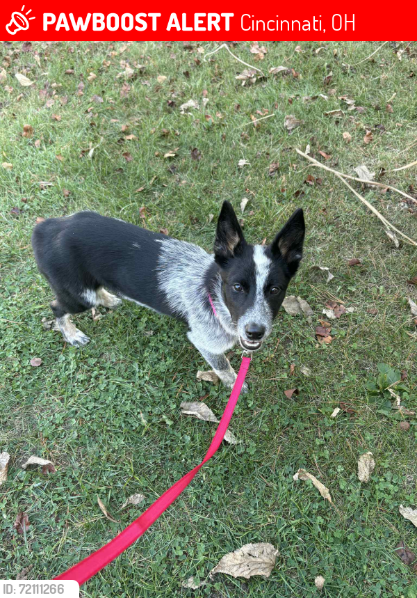 Cincinnati, OH Lost Female Dog, Einstein Is Missing | PawBoost