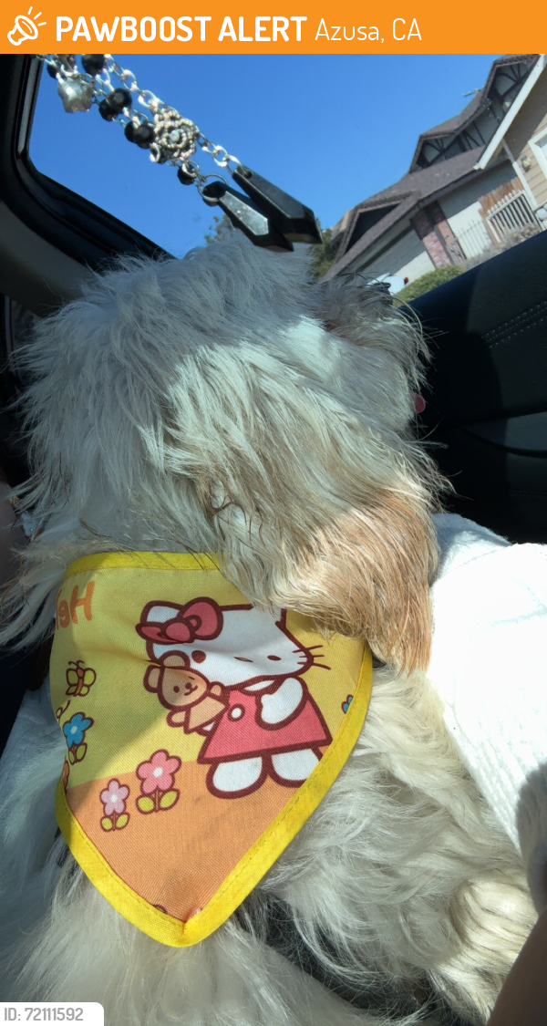 Azusa, CA Stray Dog Found Near Near Maxs Restaurant | PawBoost
