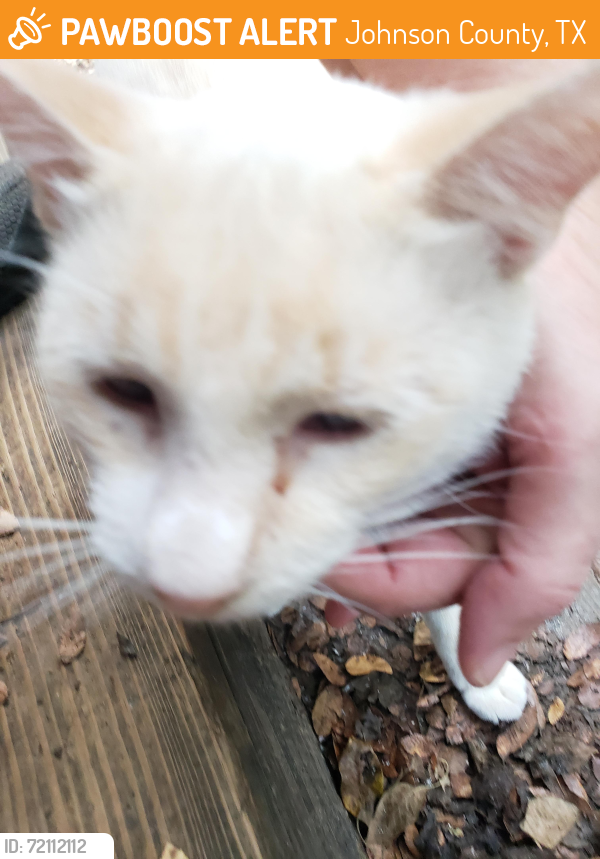 Johnson County, TX Stray Male Cat Found Near Cedar ln | PawBoost