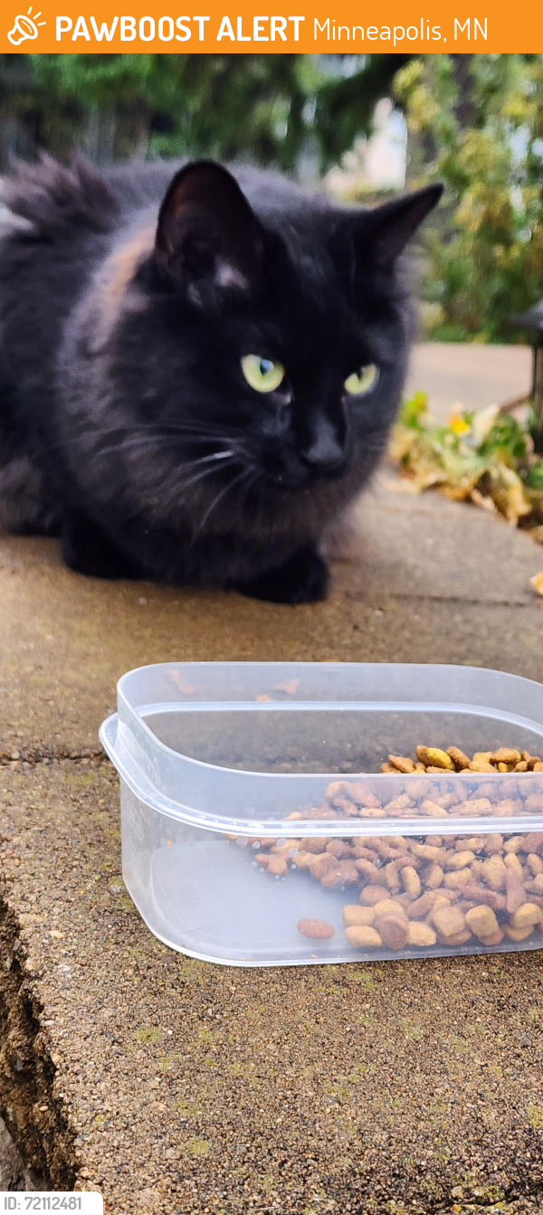 Surrendered Cat in Minneapolis, MN 55437 (ID: 72112481) | PawBoost