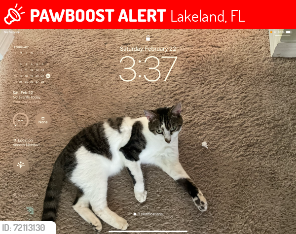 Lakeland, FL Lost Male Cat, Dodge Is Missing | PawBoost