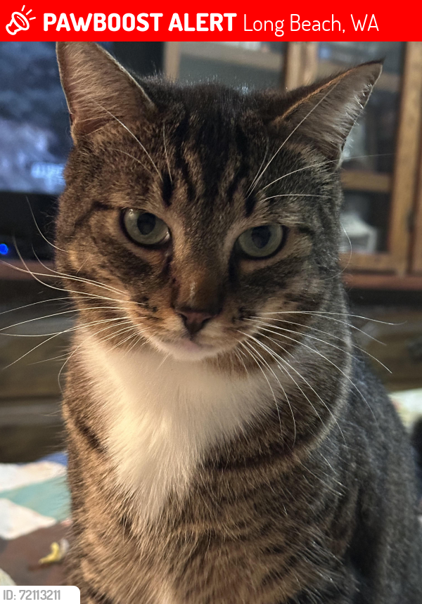 Long Beach, WA Lost Male Cat, Linus Is Missing | PawBoost