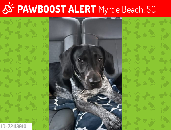 Myrtle Beach, SC Lost Female Dog, Nipsy Is Missing | PawBoost