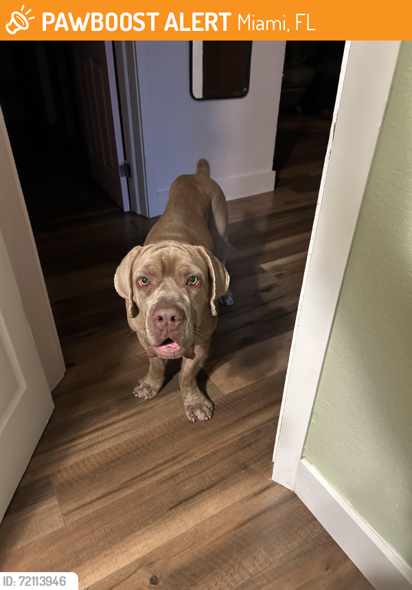 Miami, FL Stray Male Dog Found Near 92nd street by the church | PawBoost