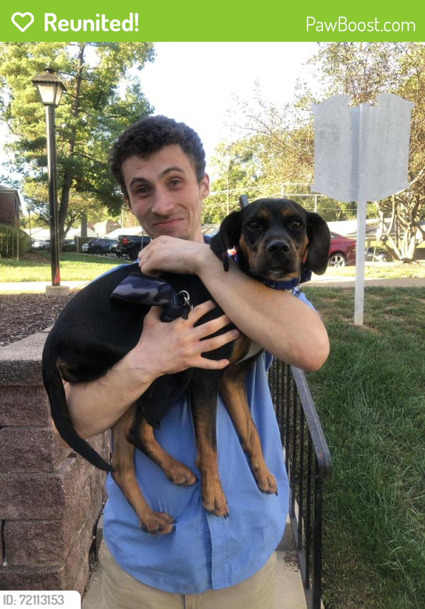 Reunited Male Dog in St. Louis, MO 63119 (ID: 72113153) | PawBoost