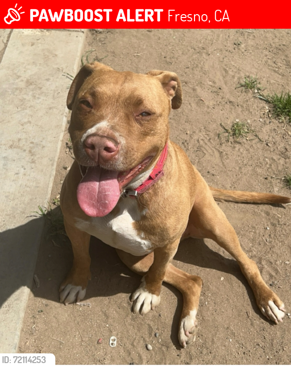 Fresno, CA Lost Female Dog, Cinnamon Is Missing | PawBoost