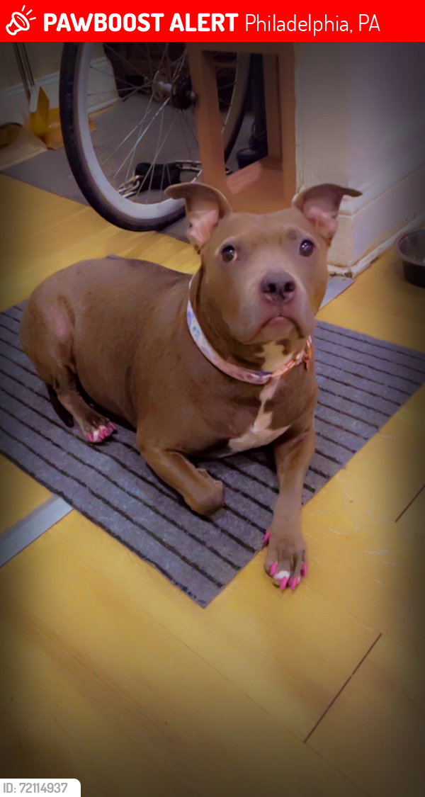 Philadelphia, PA Lost Female Dog, Daisy Marie Is Missing | PawBoost