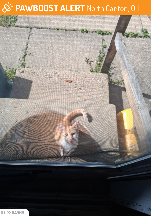 North Canton, OH Stray Male Cat Found Near Mount pleasant | PawBoost