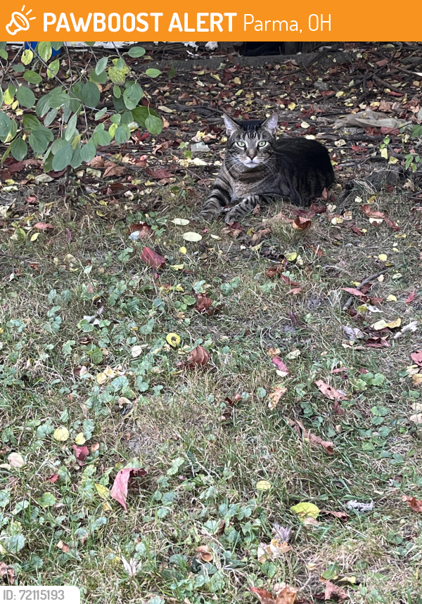 Parma, OH Stray Cat Found Near Ridge and Pearl | PawBoost