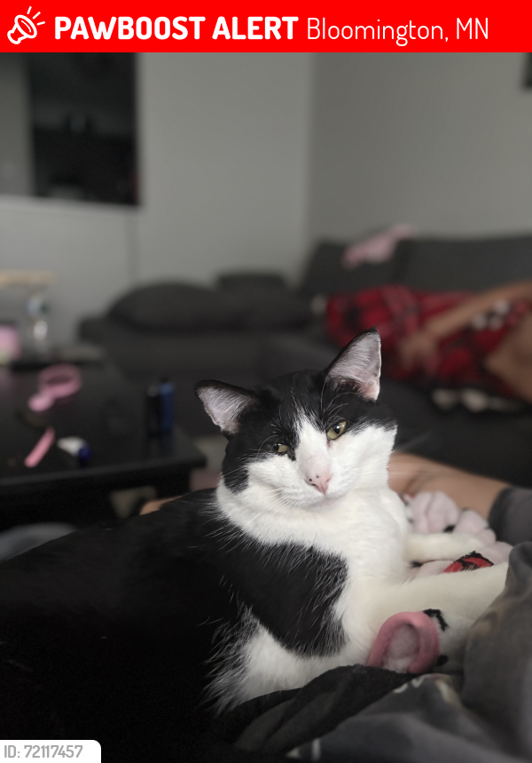 Bloomington, MN Lost Male Cat, Oreo Is Missing | PawBoost
