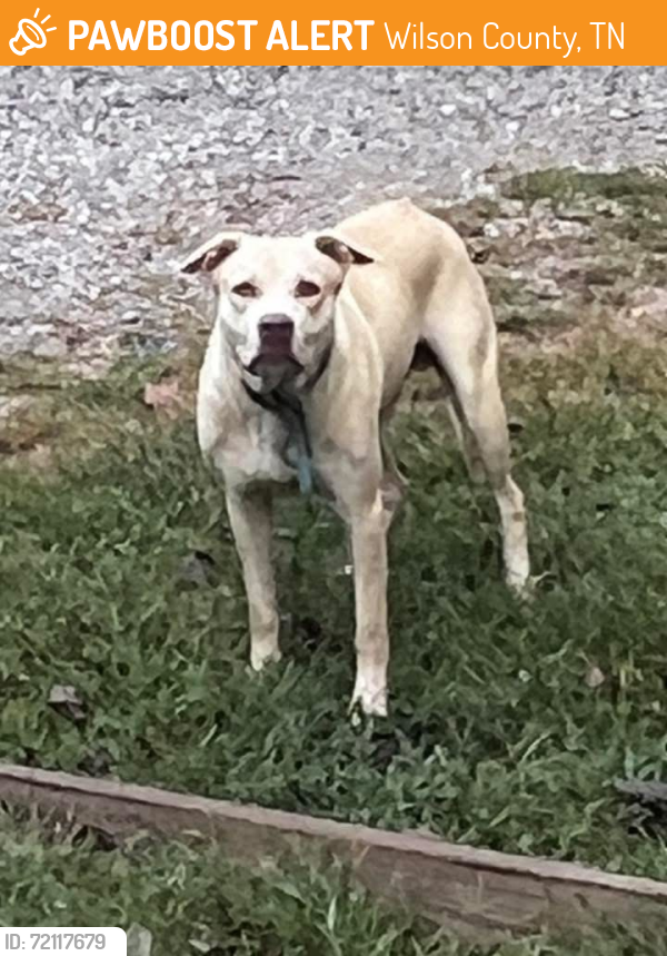 Wilson County, TN Stray Male Dog Found Near Twin Cove Drive | PawBoost