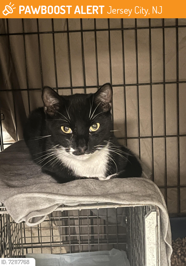 Jersey City, NJ Stray Cat Found Near Bostwick Ave btn MLK & Ocean ...