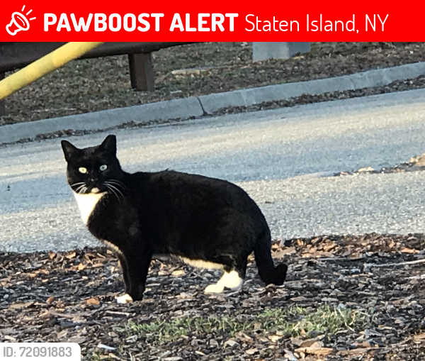 Staten Island, NY Lost Female Cat, Prima Is Missing | PawBoost
