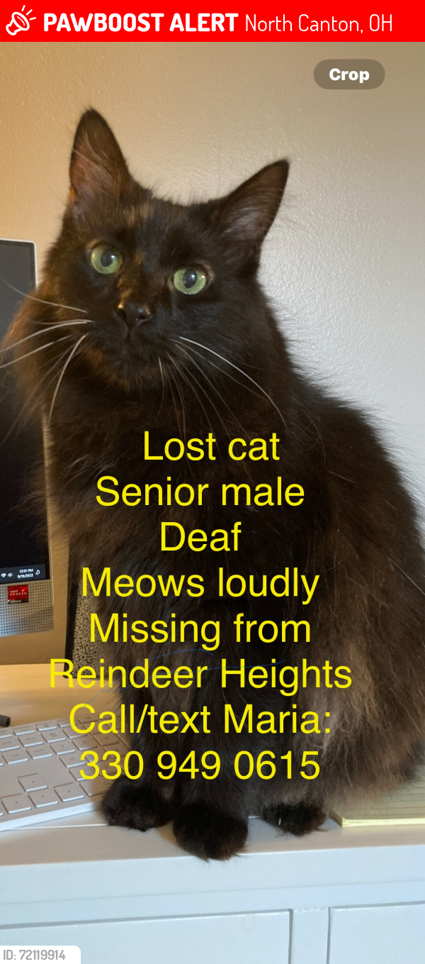 North Canton, OH Lost Male Cat, Walter Is Missing | PawBoost