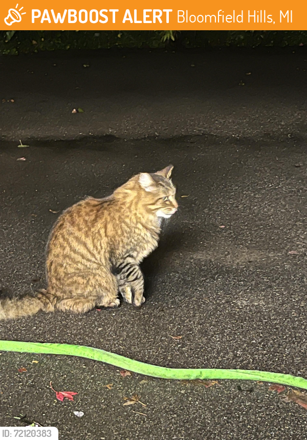 Bloomfield Hills, MI Stray Cat Found Near Burnham road | PawBoost