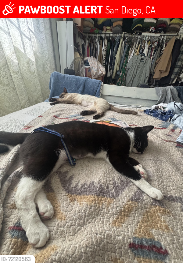 San Diego, CA Lost Female Cat, Oreo Is Missing | PawBoost
