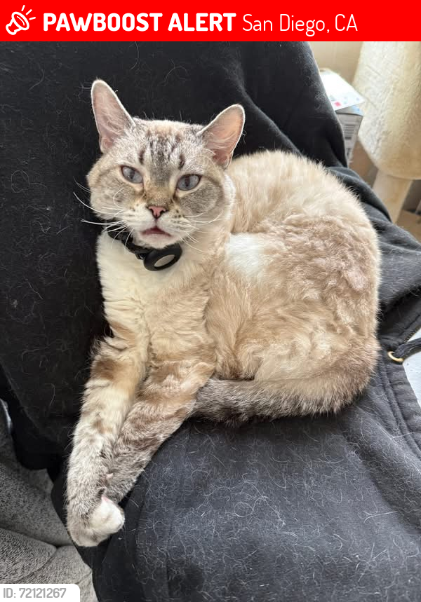 San Diego, CA Lost Female Cat, Rocky Is Missing | PawBoost