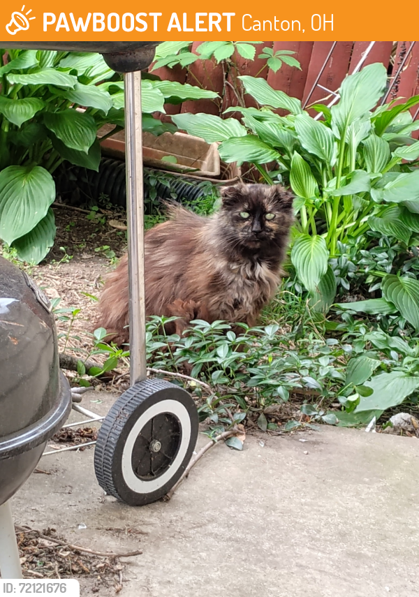 Canton, OH Stray Cat Found Near Cleveland Ave & Market Ave N | PawBoost