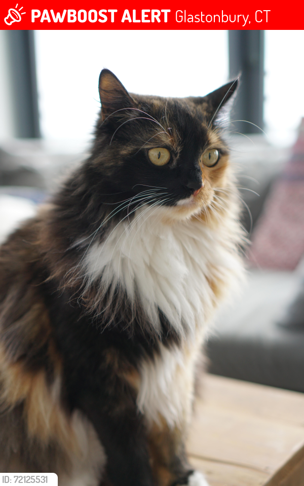 Glastonbury, CT Lost Female Cat, Nola Is Missing | PawBoost
