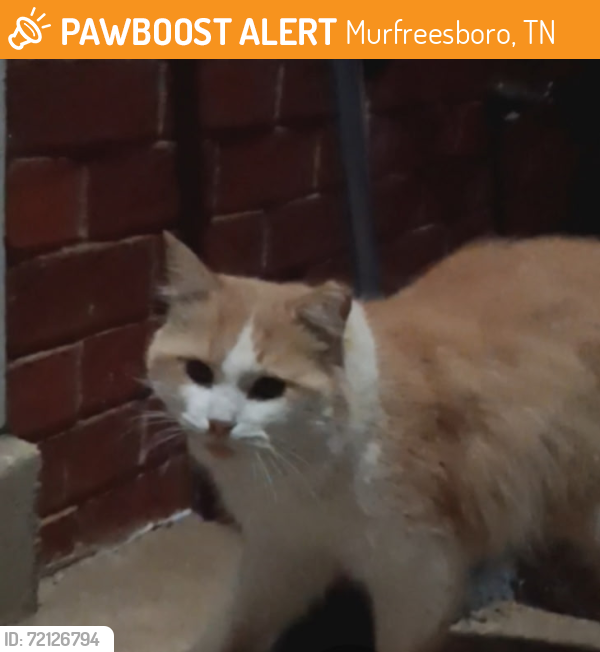 Murfreesboro, TN Stray Cat Found Near Bilbro | PawBoost